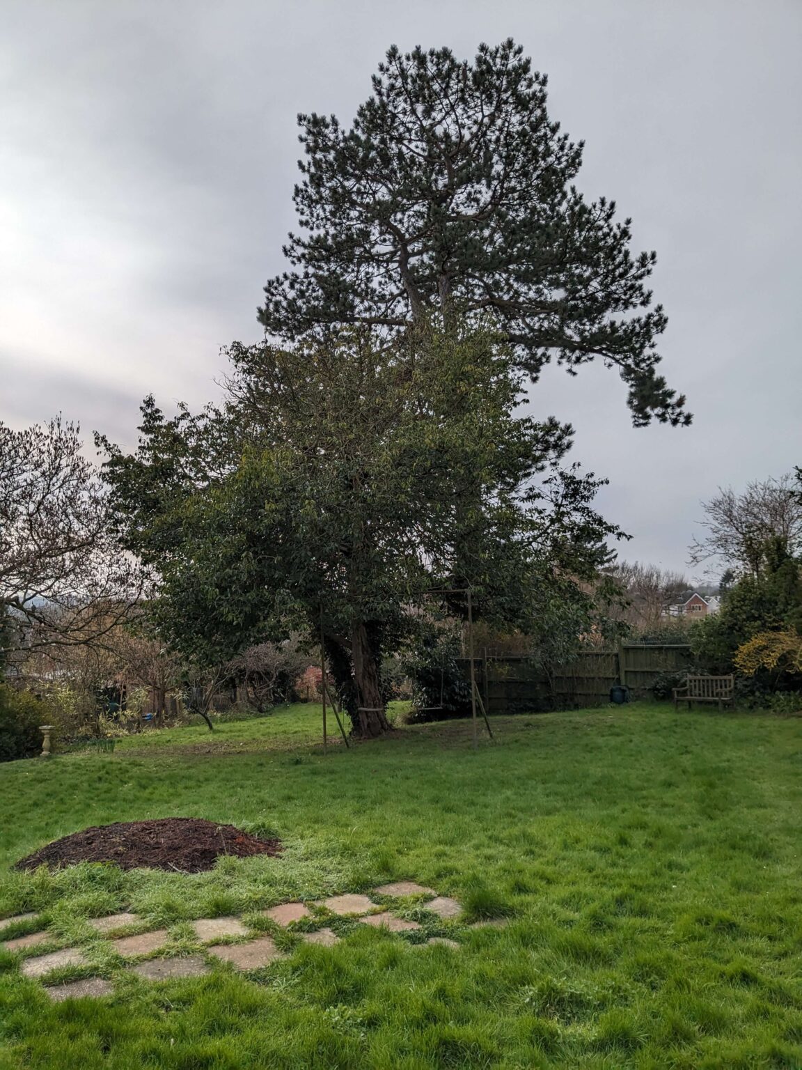 How Structural Engineers Can Help Save Trees in Subsidence Disputes ...